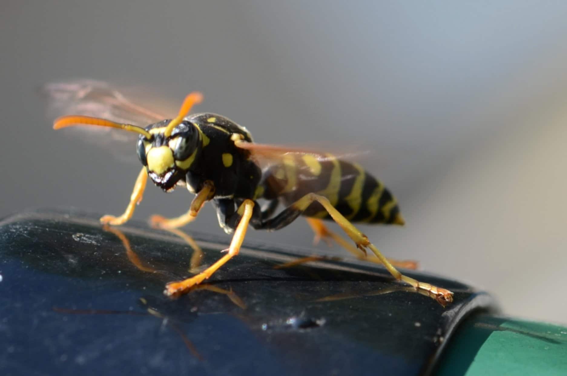 The incredible damage wasps can do - Best Pest Control, Western Slope ...