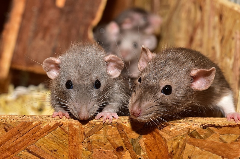 Mice stuck in your air duct/wall cavities? Here is how to remove them ...